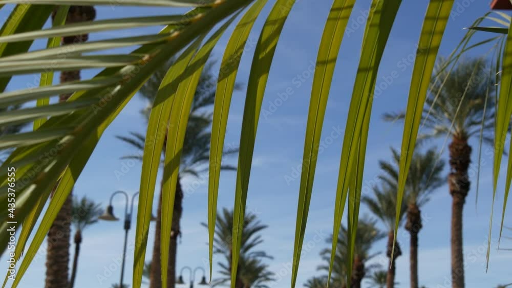 Palms in Los Angeles, California, USA. Summertime aesthetic of Santa ...