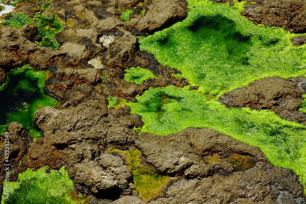Foto de Textura de algas marinas y rocas en la costa do Stock | Adobe Stock