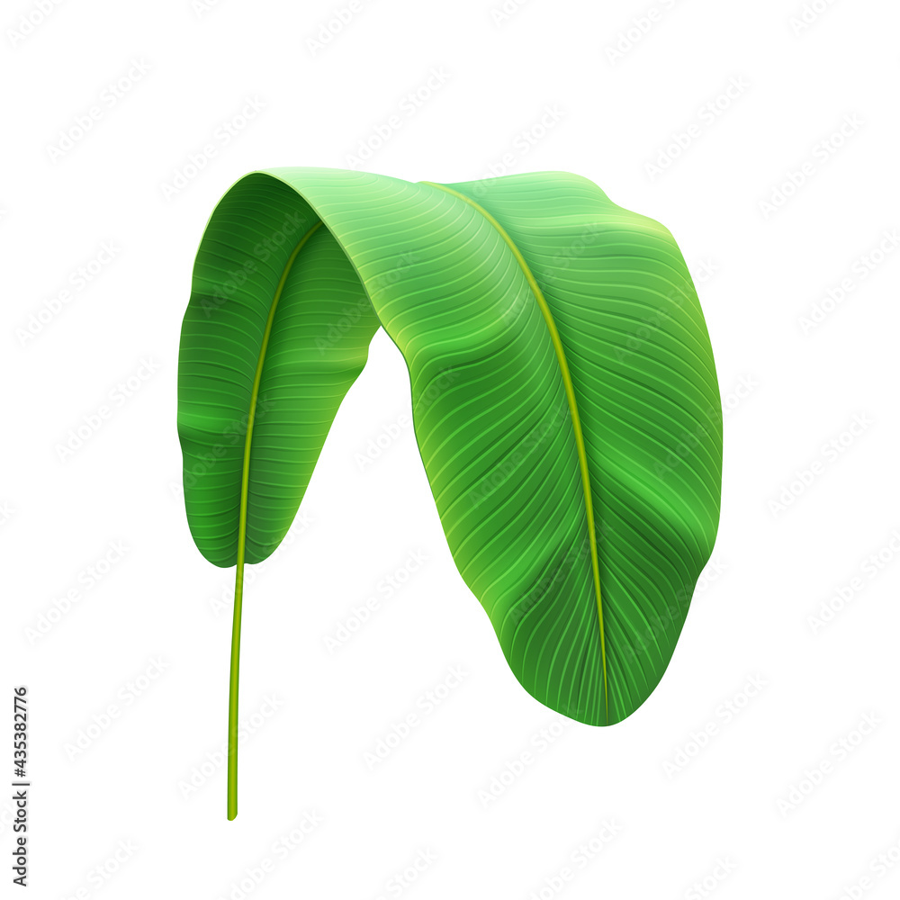 Banana plant leaf bend and curved tropical foliage, trendy botany of ...
