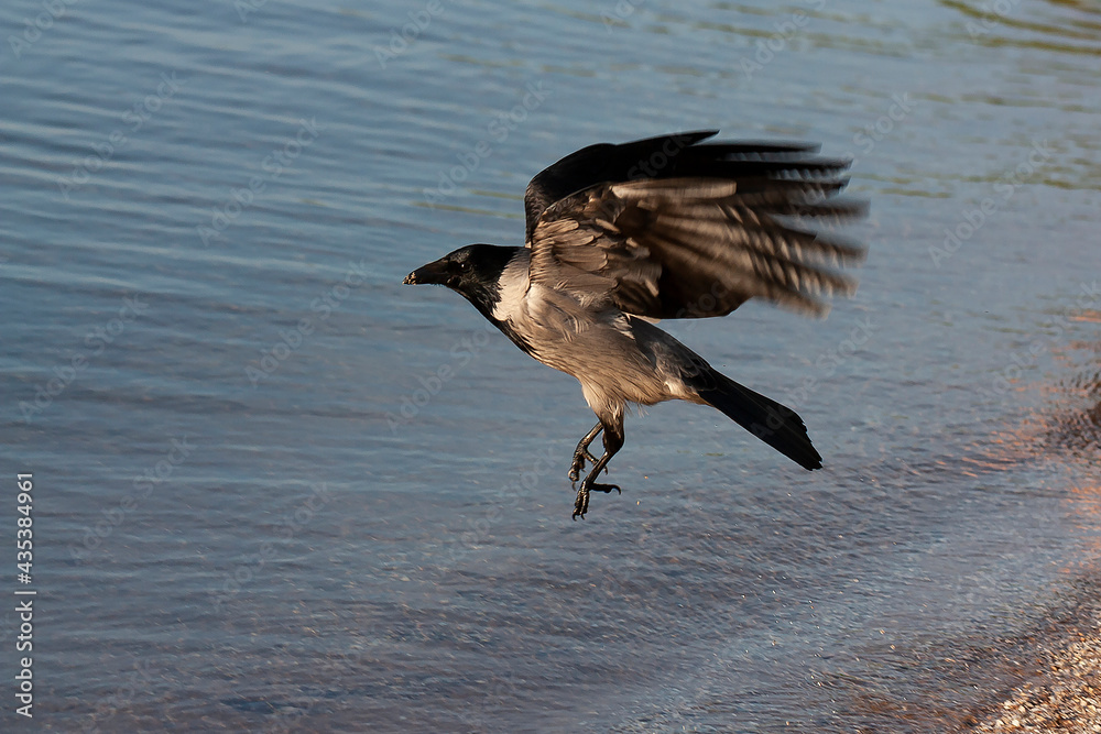 Horizontal close-up photography of a single mature grey crow taking off ...