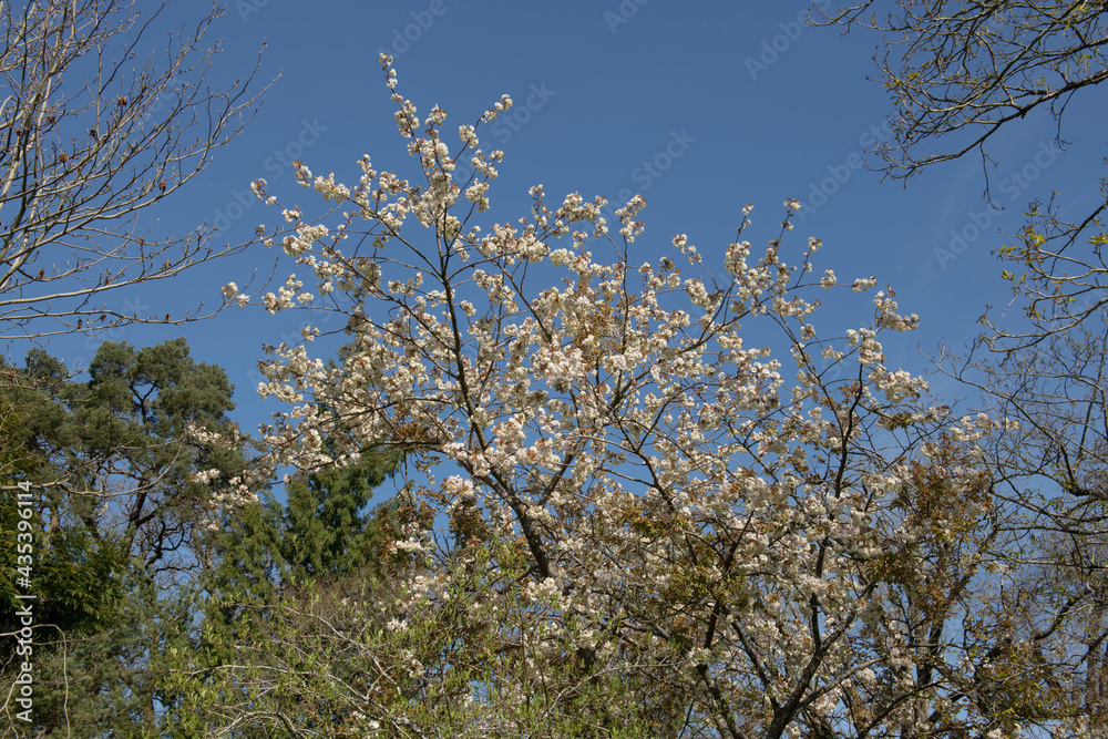 Spring White Blossom on an Ornamental Deciduous Japanese Flowering ...