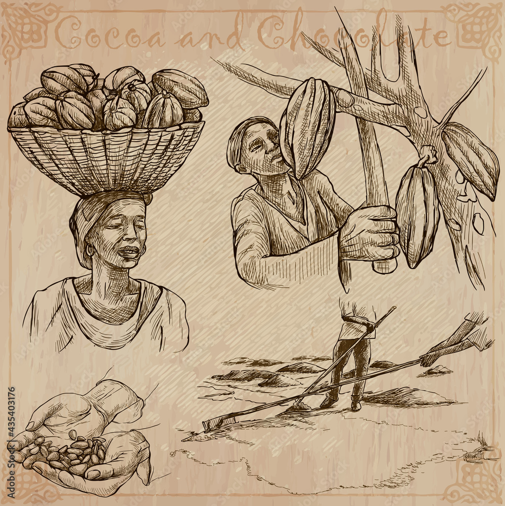 Cocoa harvesting and processing. Agriculture. An hand drawn vector ...