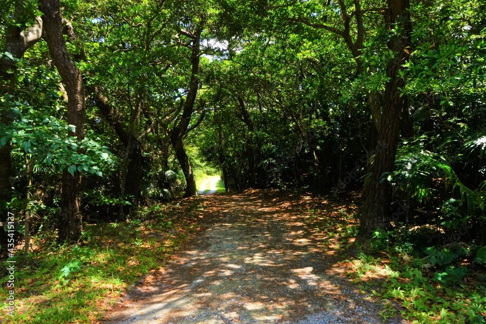 Lush green mangroves in tropical coastal swamp in Okinawa, Japan ...