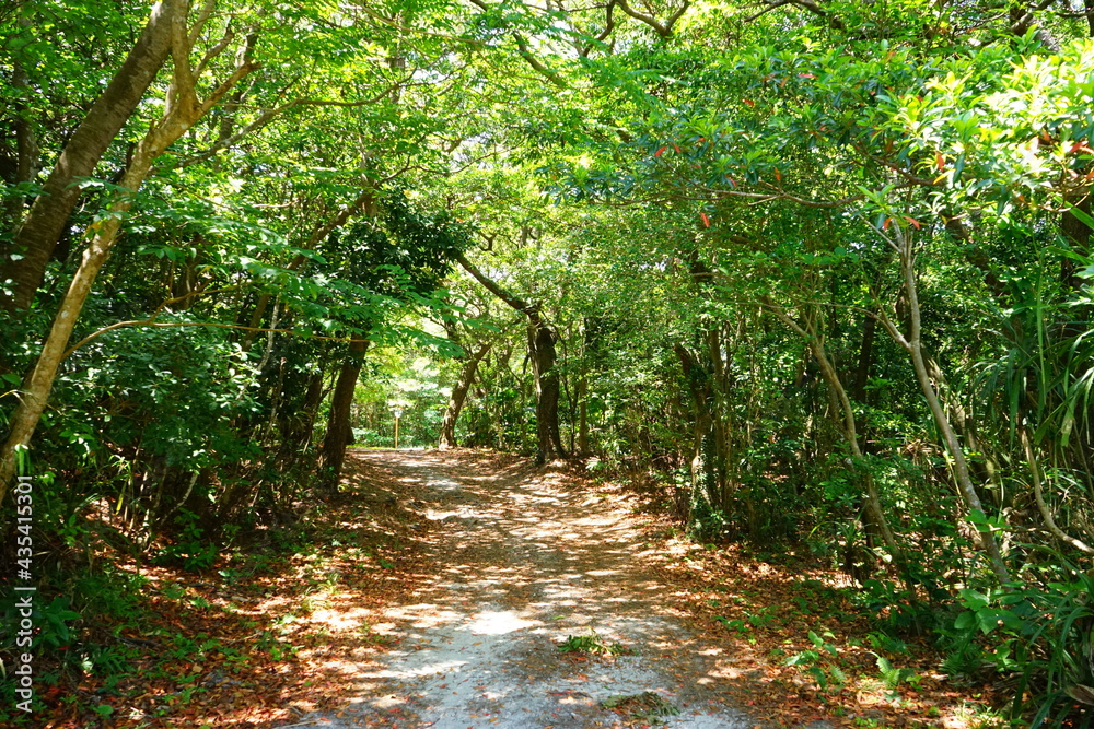 Lush green mangroves in tropical coastal swamp in Okinawa, Japan ...