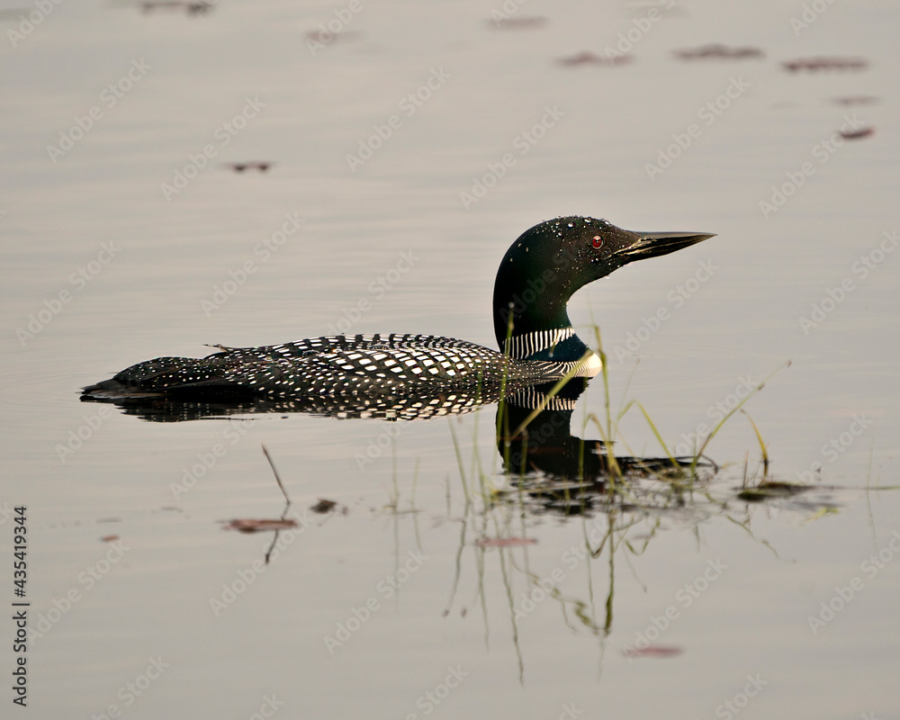 Loon Photo Stock. Loon in Wetland Image. Loon on Lake. Close-up profile ...