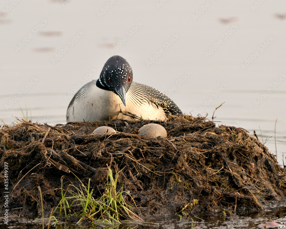 Loon Photo Stock. looking and protecting the nest and eggs with a blur background in its wetland ...