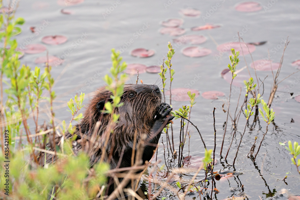 Beaver Photo Stock. Close-up profile side view head shot with water ...