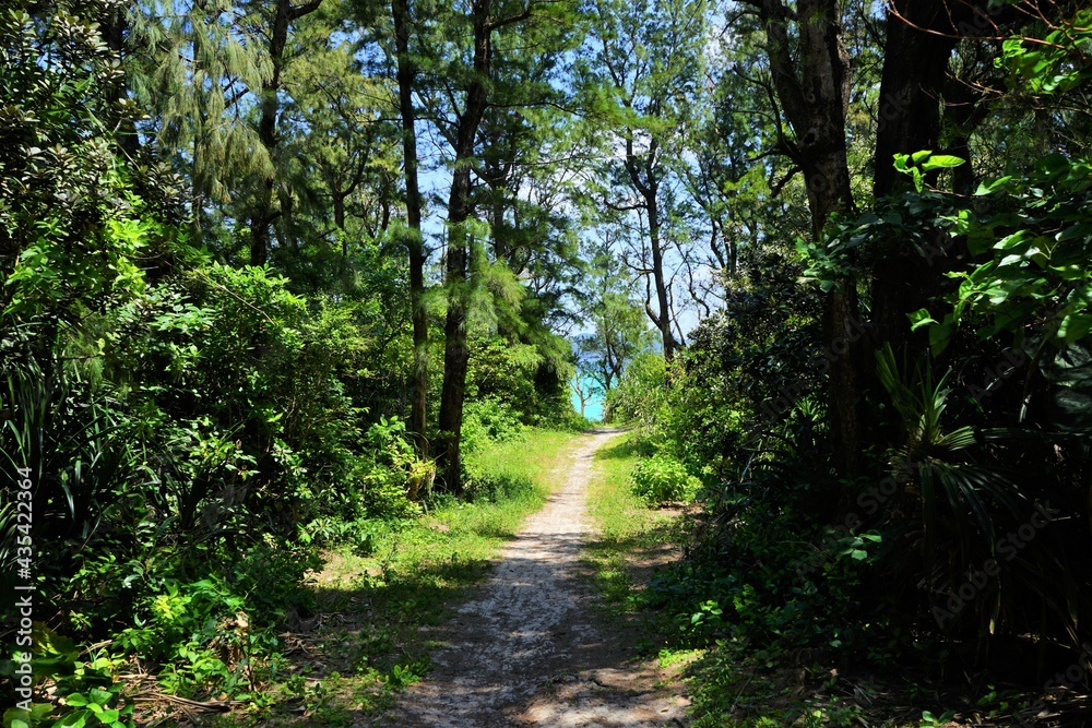 Lush green mangroves in tropical coastal swamp in Okinawa, Japan ...
