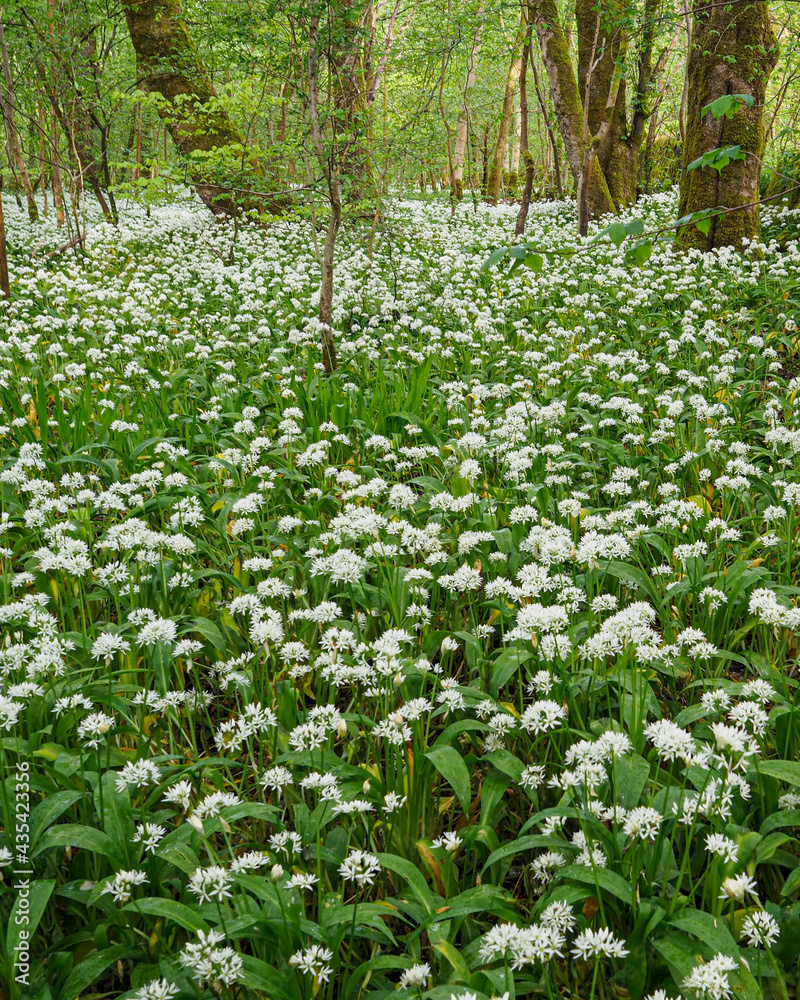 Wild garlic (allium ursinum) growing wild in a woodland in Scotland ...