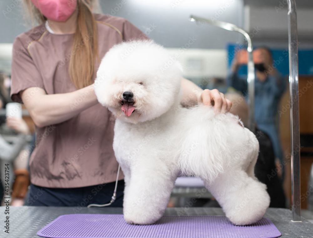 Bichon frise grooming. Happy Bichon frise. Grooming process. Dog ...