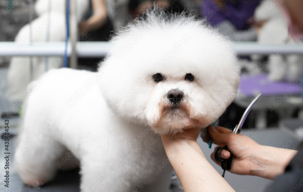 Bichon frise grooming. Happy Bichon frise. Grooming process. Dog ...