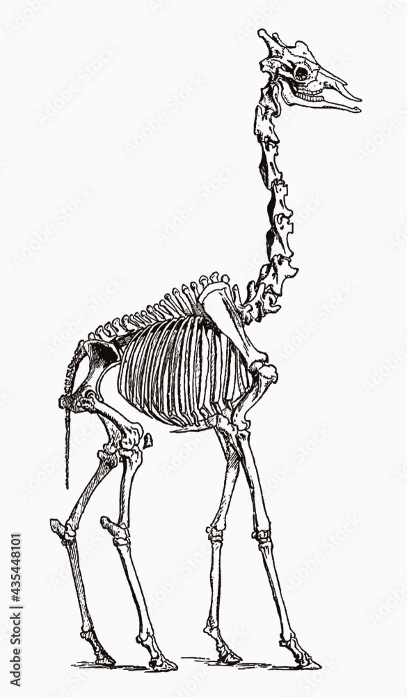 Giraffe skeleton in profile view, after antique engraving from 19th ...