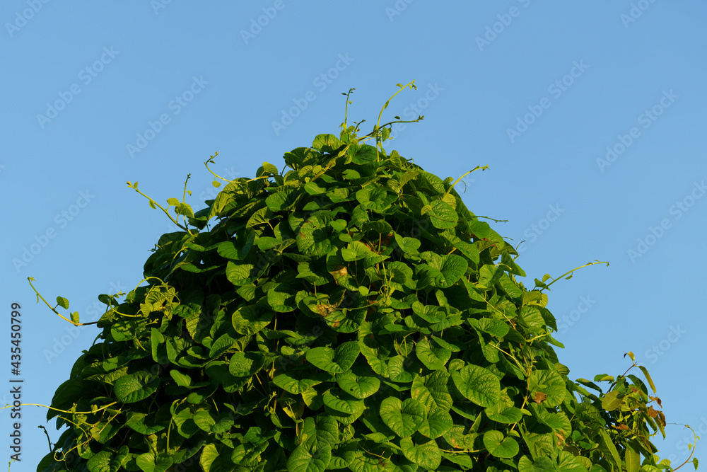 tinospora cordifolia , medicinal plant , planting climbers , bushes and ...