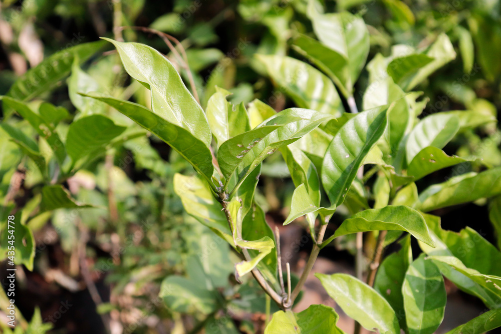Chandni flower tree in india Tabernaemontana coronaria plant Stock ...