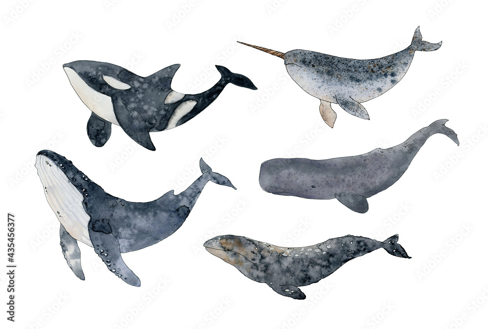 Watercolor whale narwhal clipart, Ocean themed wedding invitation, Sea ...