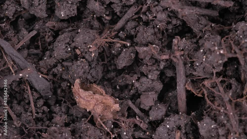 Inhabitants of the soil: soil mites, Collembola, larvae. There are both ...