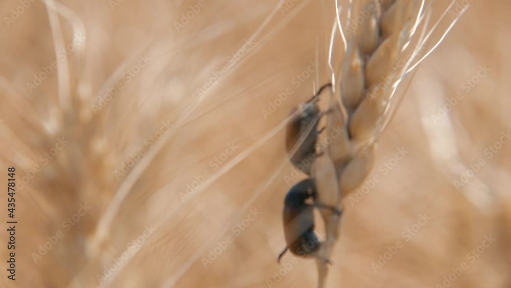 cereal crops field field. Agriculture. Harmful beetles spoil the wheat ...