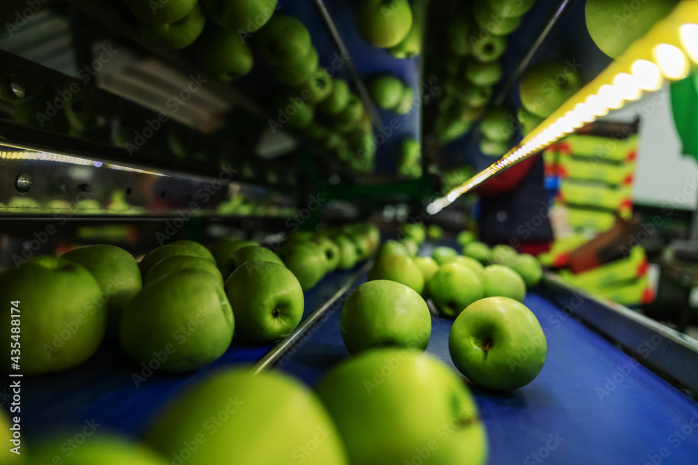 Apples on the production line. Green apple production in a fruit ...