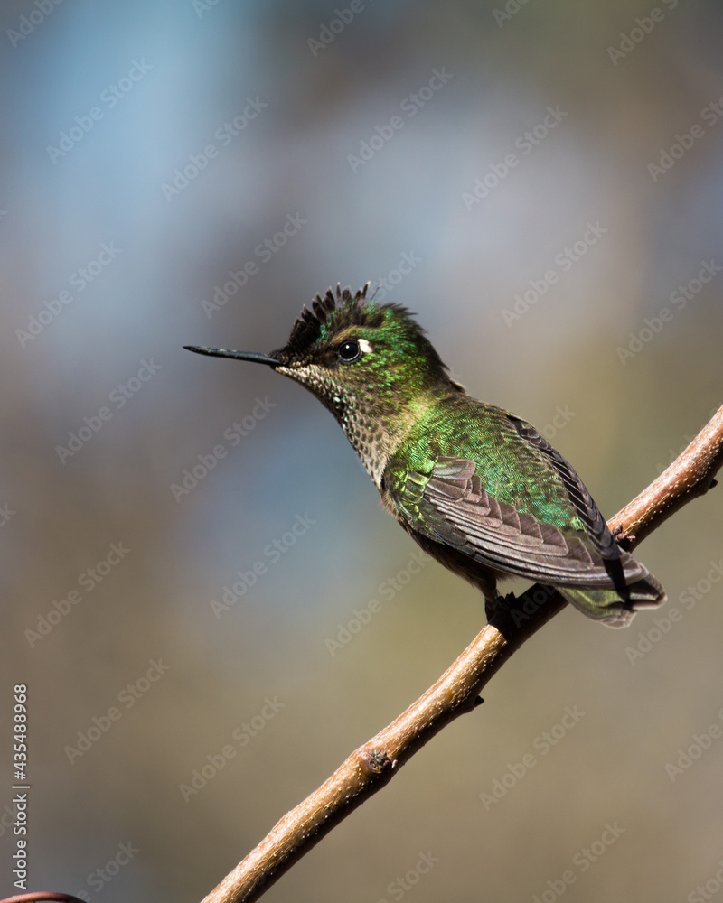 hummingbird on a branch picaflor colibrí chico chile fauna chilena ...