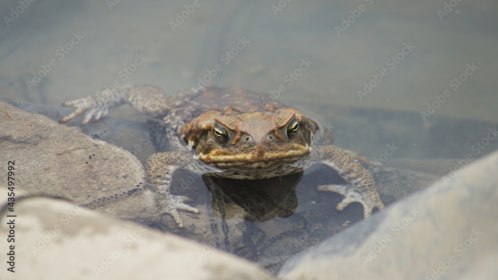 The cane toad (Rhinella marina), sometimes known as the "bufo", giant ...