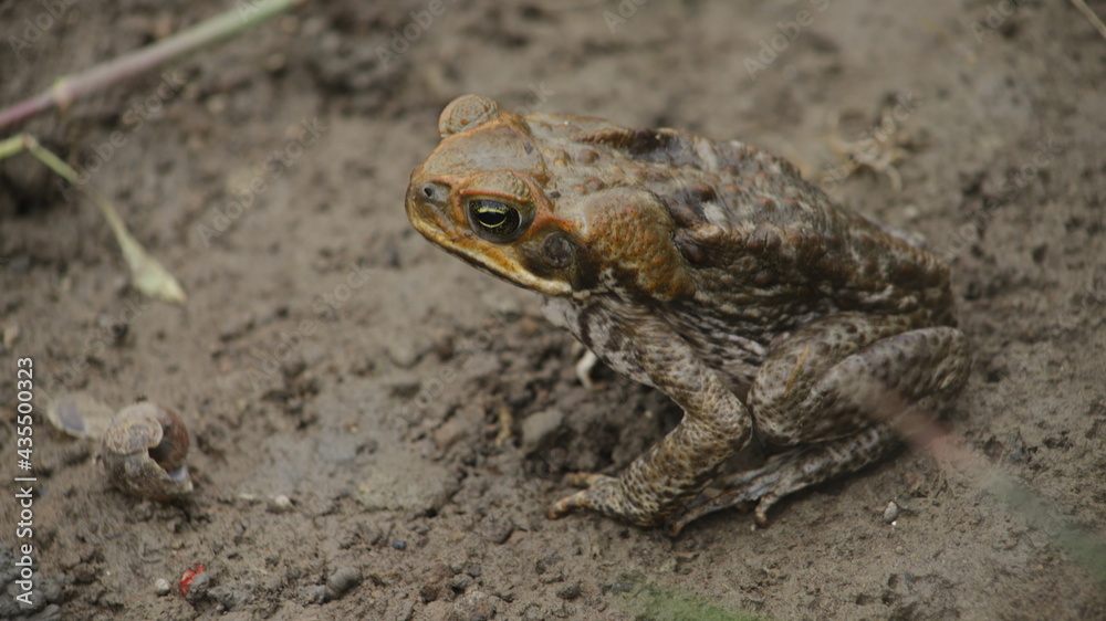 The cane toad (Rhinella marina), sometimes known as the "bufo", giant ...