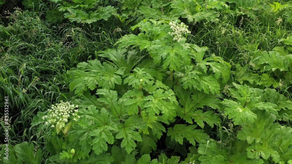 Poison plant Heracleum (Giant Hogweed, Cow Parsnip). Juice of it causes ...