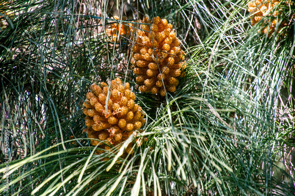 Pinus canariensis pertenece a la familia Pinaceae Stock Photo | Adobe Stock