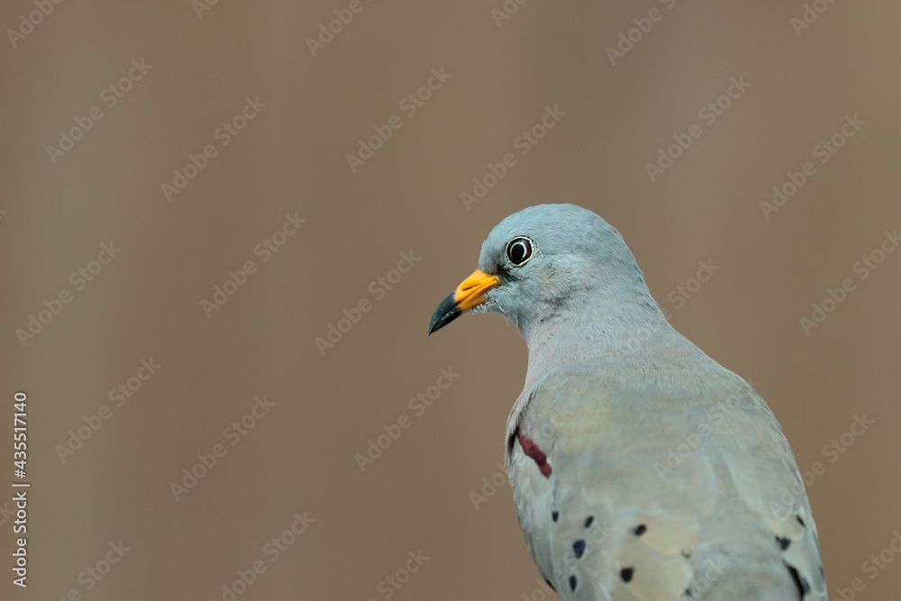 Croaking Ground-Dove (Columbina cruziana), a beautiful specimen of ...