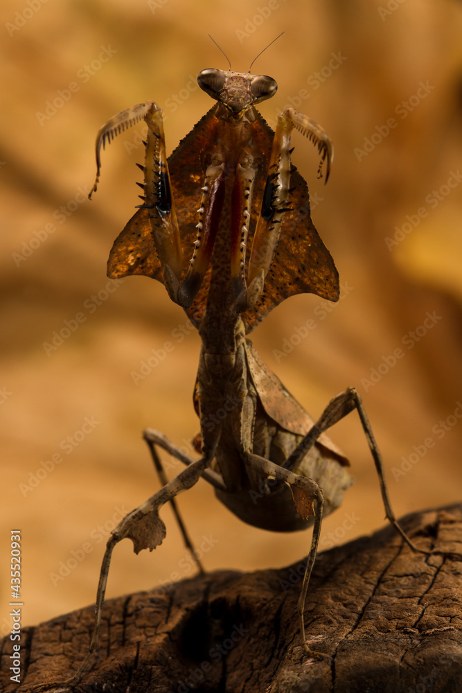Deroplatys lobata dead leaf mantis on nature background Stock Photo ...