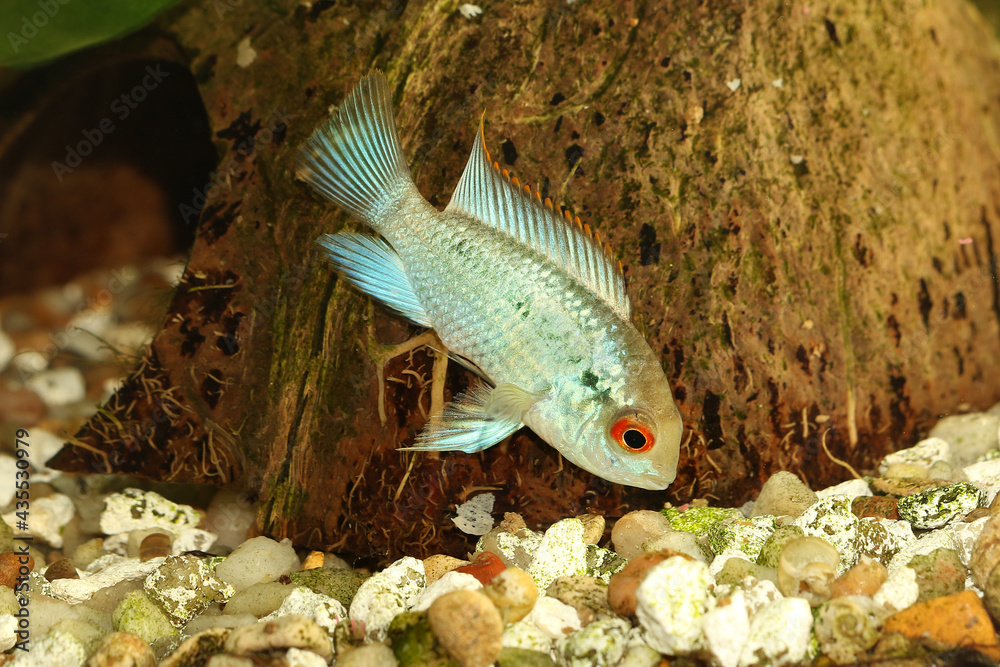 Electric blue acara cichlid Aquarium fish Andinoacara pulcher Stock ...