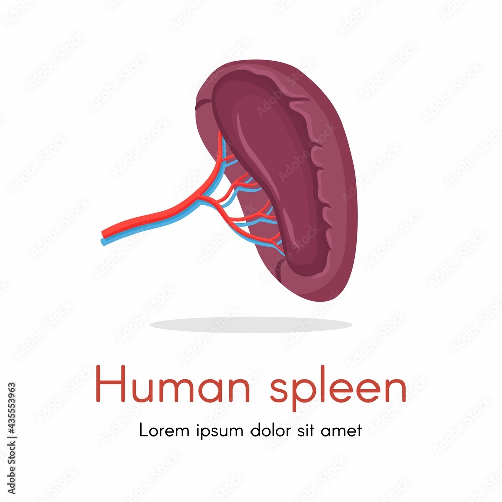 Human spleen isolated on white background vector. Spleen internal ...
