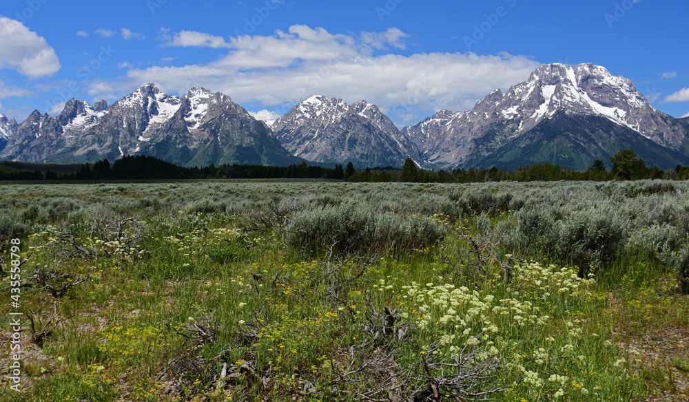 the magnificent peaks of the grand teton mountain range with summer ...