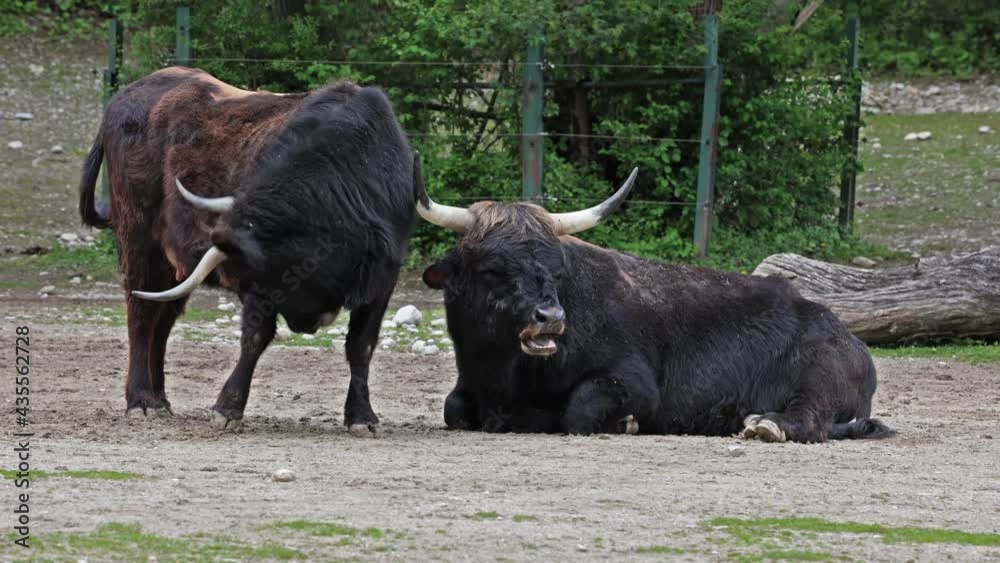 Heck cattle, Bos primigenius taurus, claimed to resemble the extinct ...