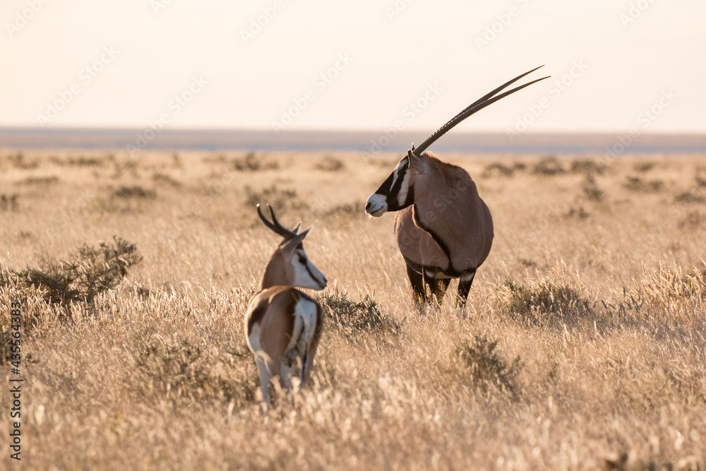 oryx and springbok portrait standing behind each other in high savannah ...