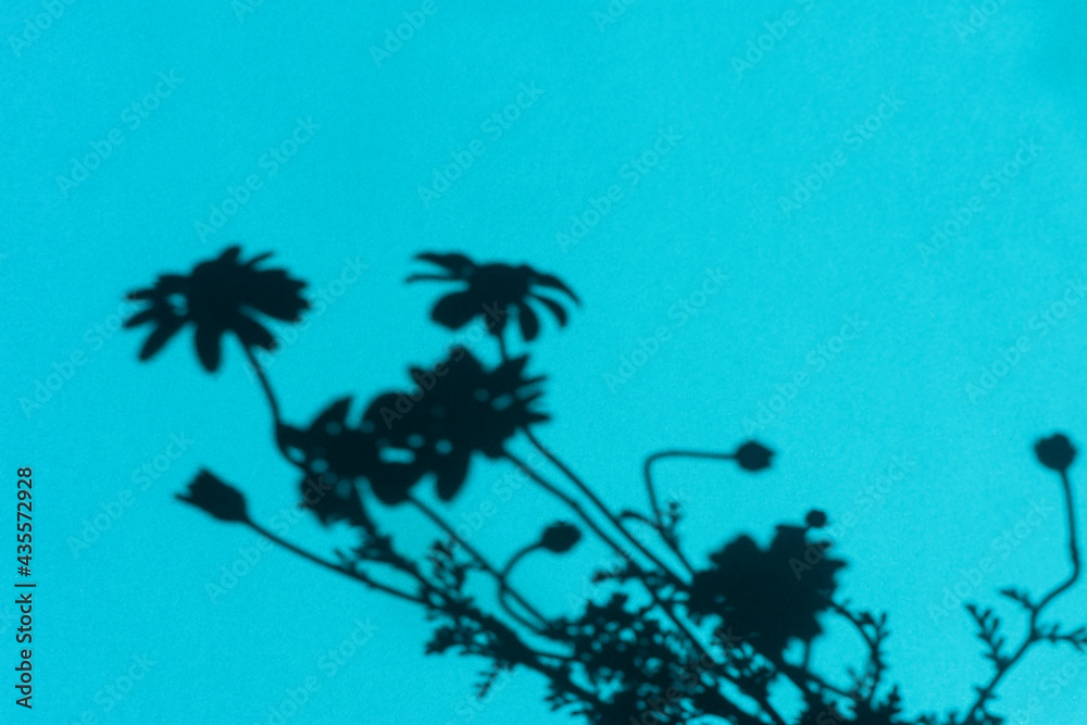 Natural shadow blue background. Abstract drawing of daisies flowers in ...