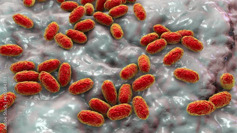 Whooping cough bacteria Bordetella pertussis, 3D animation. Gram ...