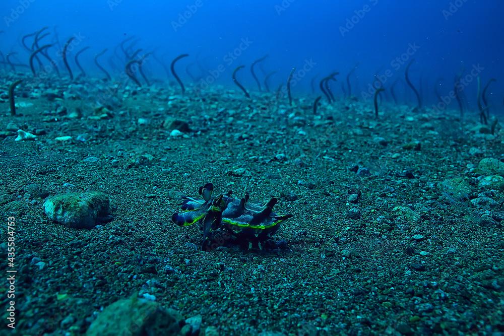 cuttlefish underwater / underwater world, marine life wildlife animal ...
