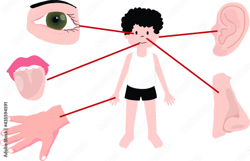 Vector Illustration of a Body parts, Anatomy of a Child Stock Vector ...