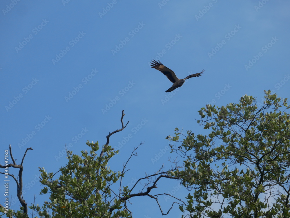 Huge Bird Iguana in the Jungle in Colombia, Tierra Bomba Stock Photo ...