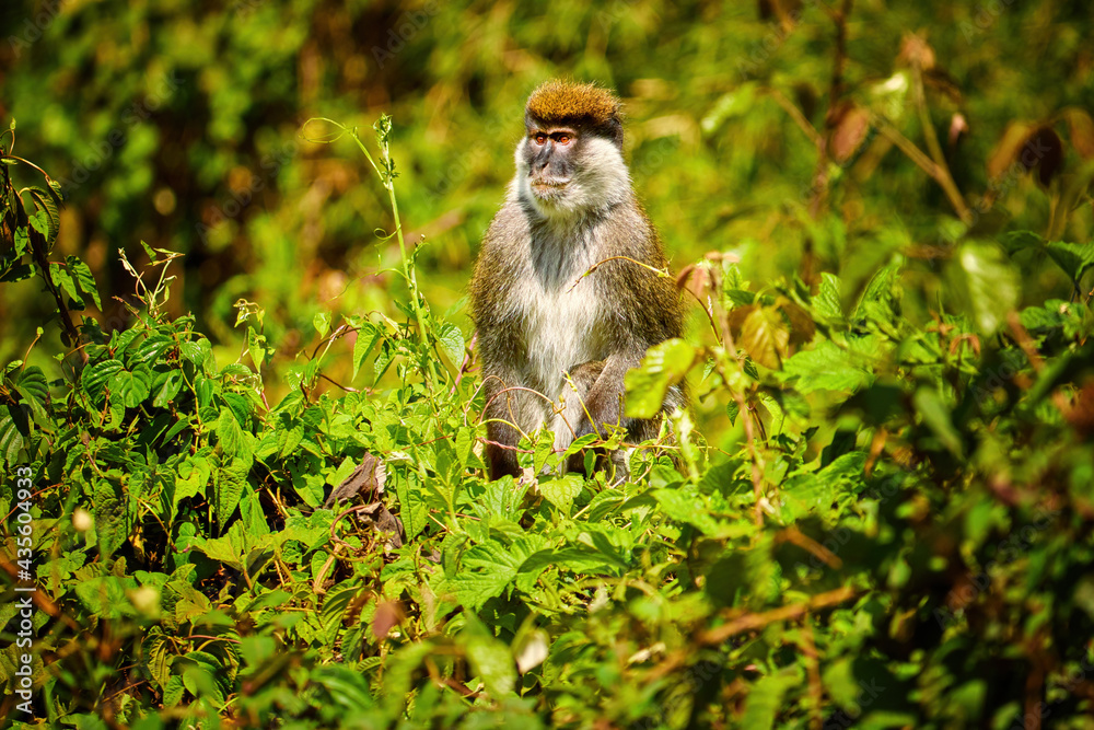 Bale vervet monkey, Chlorocebus djamdjamensis among green leaves, in ...