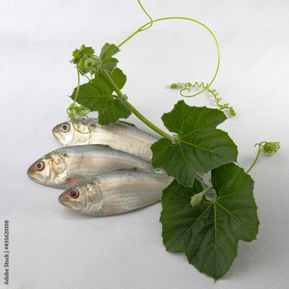 Hilsafish Tenualosa ilisha with gourd leaves (ilish, hilsa or hilsa ...