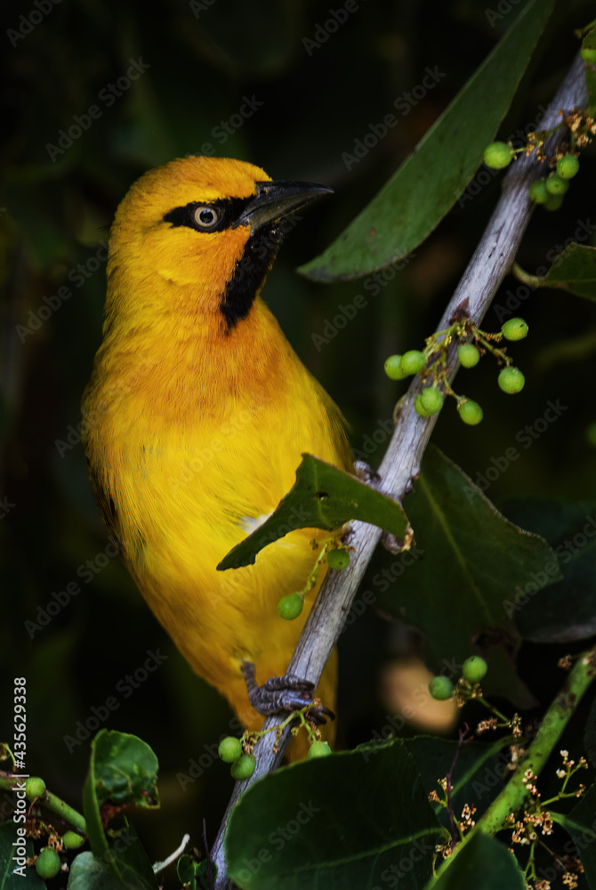 Foto de Spectacled Weaver - Ploceus ocularis, beautiful yellow weaver ...