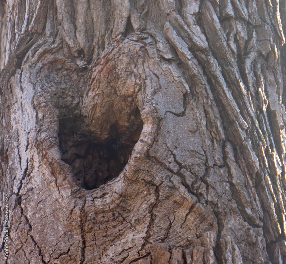 Heart shaped design of a hole cavity in a large tree trunk Stock Photo ...