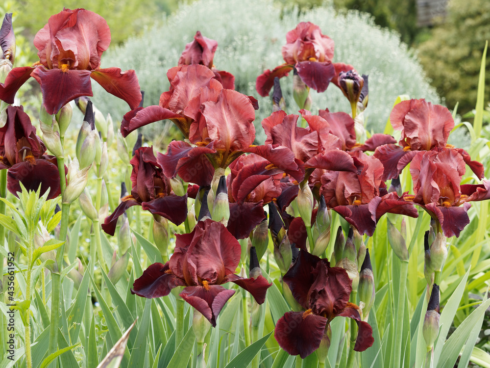 Foto de Grands iris barbus 'Forge Fire' (Iris barbata). Iris de jardin ...