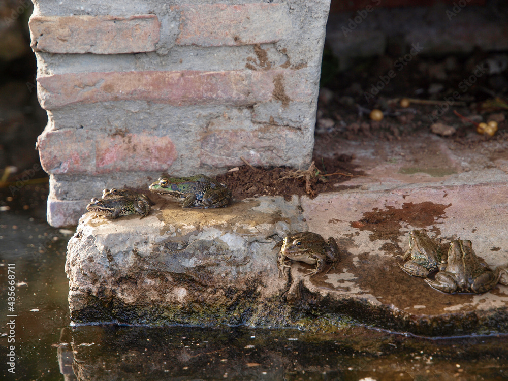 Grupo de ranas en el borde del estanque de piedra ภาพถ่ายสต็อก | Adobe ...