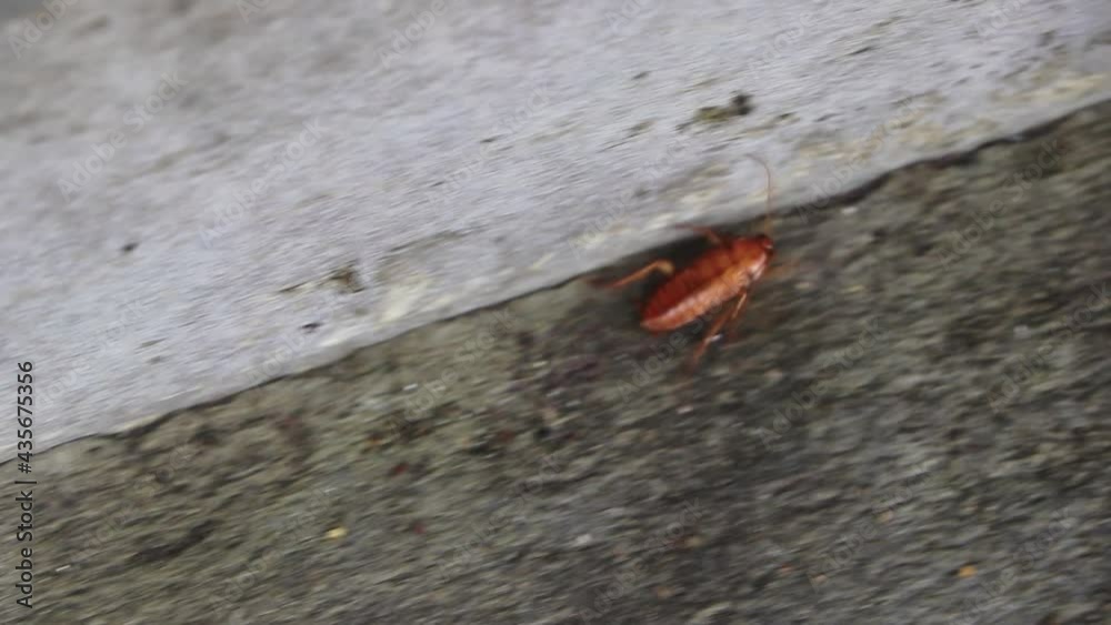 Cockroach beetle insect crawling on the ground in Thailand. Stock Video ...
