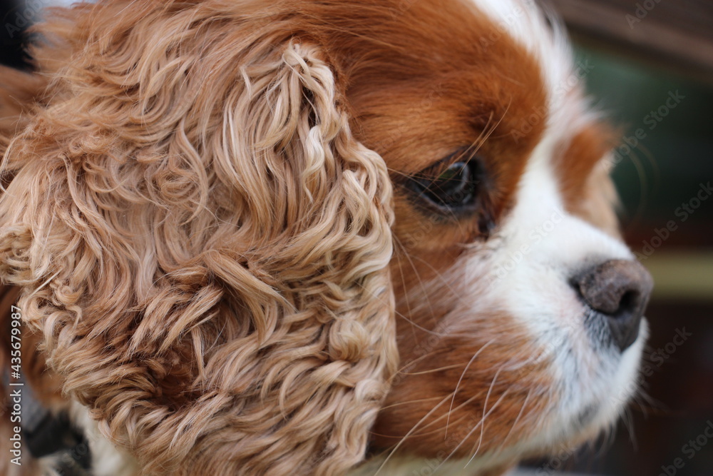 Cavalier King Charles Spaniel Blenheim boy looking concentrated pretty ...