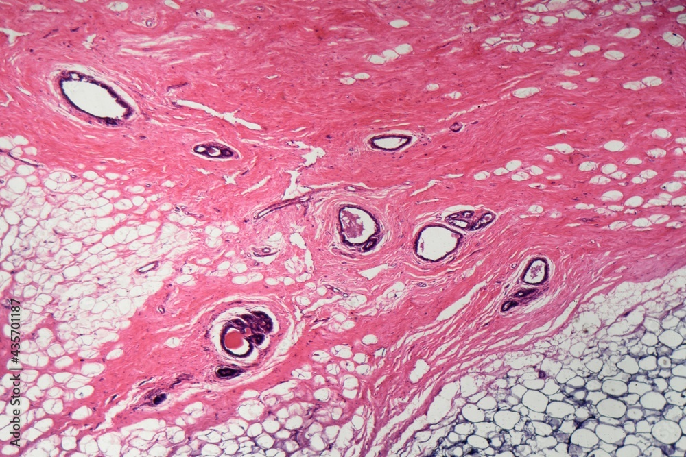Human mammary gland cells under the microscope Stock Photo | Adobe Stock