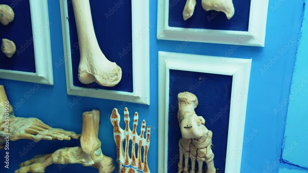 Medical hall of the museum. Inside view of human body organ anatomy ...