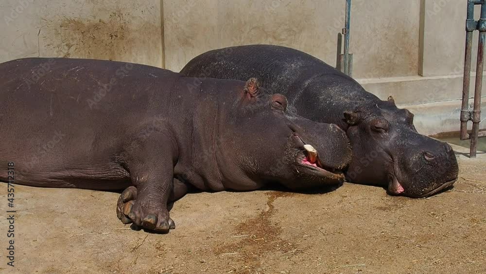 Hippos lie and sleep. Male and female hippos, married couple. The ...